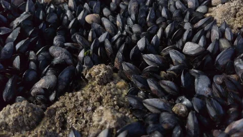 Mussels At Beach Stock Videos – Royalty-Free HD & 4K Videos