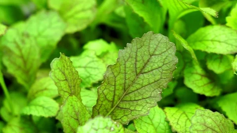 Mustard Yellow Background Stock Videos – Royalty-Free HD & 4K Videos ...