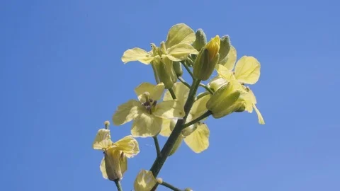 Mustard Yellow Background Stock Videos – Royalty-Free HD & 4K Videos ...