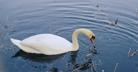 Mute Swan pulling and sorting grass,debr... | Stock Video | Pond5