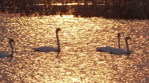 Backlight Stock Footage ~ Royalty Free Stock Videos | Pond5