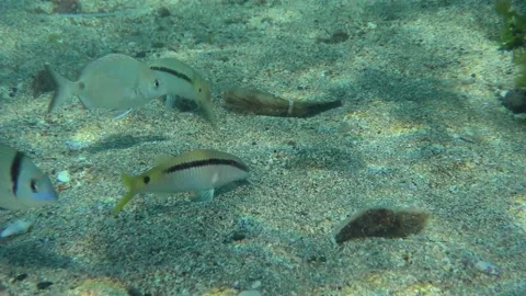 Mutual symbiosis of different fish speci... | Stock Video | Pond5
