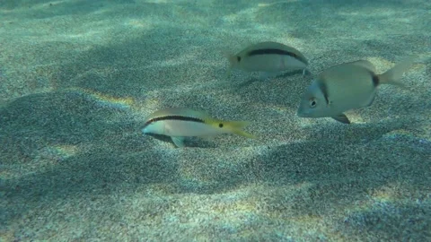 Mutual symbiosis of different fish speci... | Stock Video | Pond5