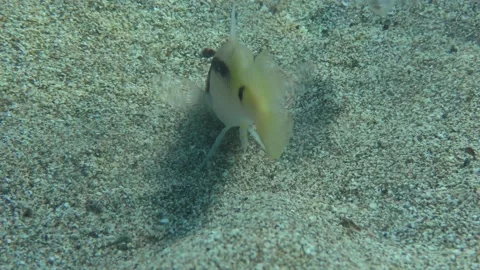 Mutual symbiosis of some fish species. | Stock Video | Pond5