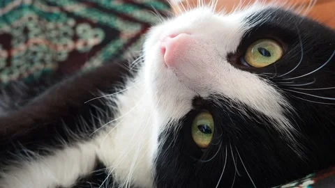 Muzzle of a black and white cat. Feline ... | Stock Video | Pond5