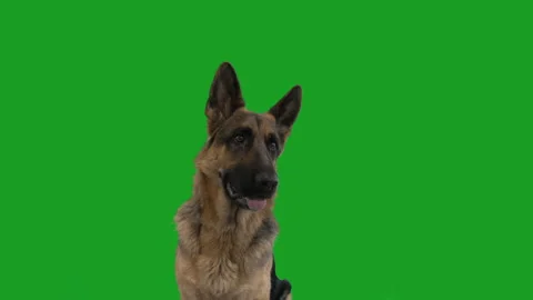muzzle German Shepherd on the green scre... | Stock Video | Pond5