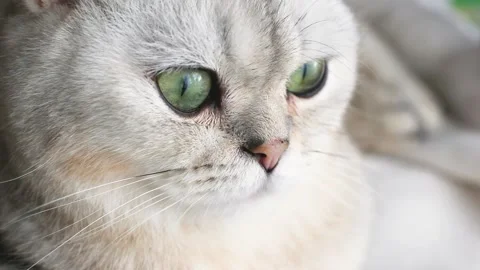 The muzzle of a white beautiful cat, wit... | Stock Video | Pond5