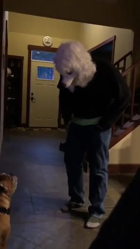 Real Cat Video Stock Videos – Royalty-Free HD & 4K Videos | Pond5