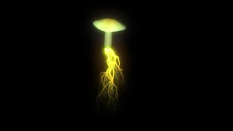 Mycelium , fungal root system growing un... | Stock Video | Pond5