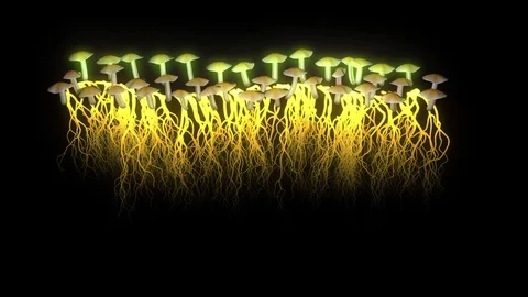 Mycelium network , fungal root system gr... | Stock Video | Pond5