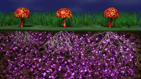 Mycelium network, fungal root system und... | Stock Video | Pond5