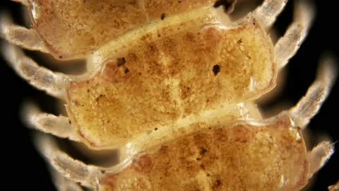 Myriapoda centipede under the microscope | Stock Video | Pond5