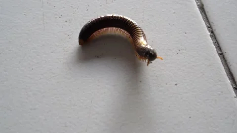 Myriapoda, millipede centipedes, phylum ... | Stock Video | Pond5