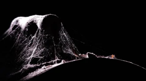 Mysterious and strange image, a cobweb, ... | Stock Video | Pond5