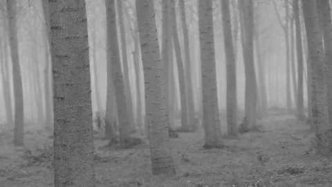 Creepy Tree Figure Stock Videos – Royalty-Free HD & 4K Videos | Pond5