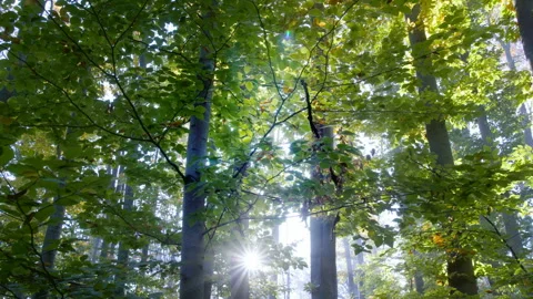Sun Rays Forest Stock Videos – Royalty-Free HD & 4K Videos