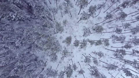 Mysterious winter forest from eye bird v... | Stock Video | Pond5