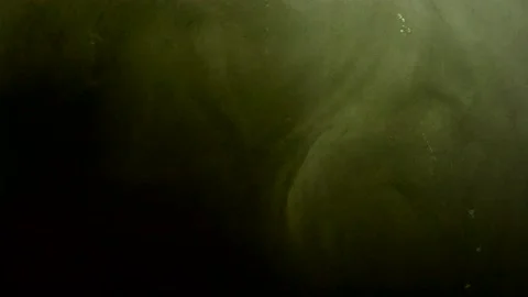 Swamp Background Stock Footage ~ Royalty Free Stock Videos | Pond5