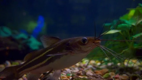 Mystus vittatus striped dwarf catfish cl... | Stock Video | Pond5