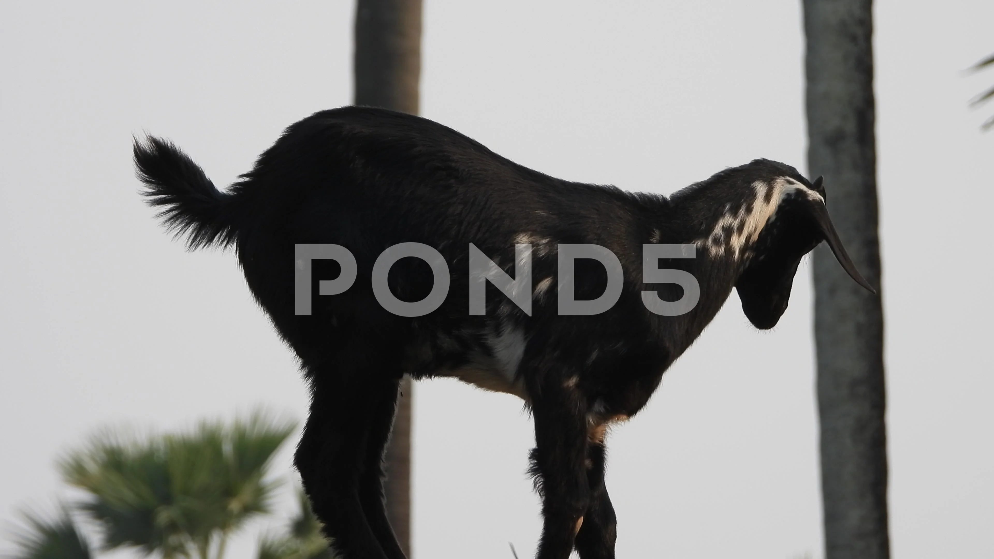 Nachi Goat