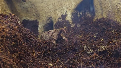 a Naked mole-rat digging | Stock Video | Pond5