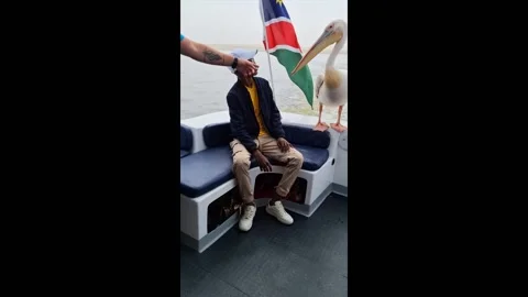 Namibia: Pelican attempts to bite man on... | Stock Video | Pond5