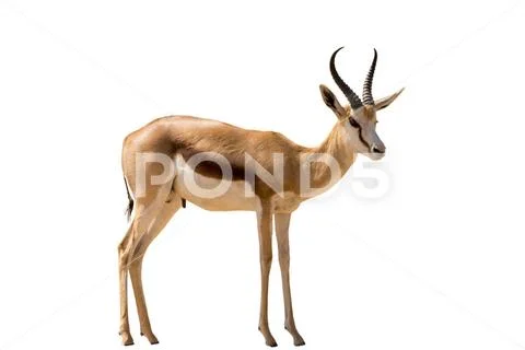 Namibian Springbok standing, full body, isolated on white background ...