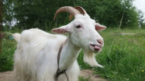 Nanny goat | Stock Video | Pond5