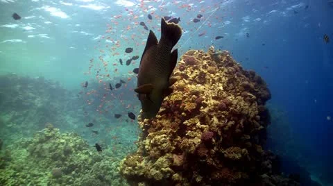 Napoleon fish on Coral Reef, Red sea | Stock Video | Pond5