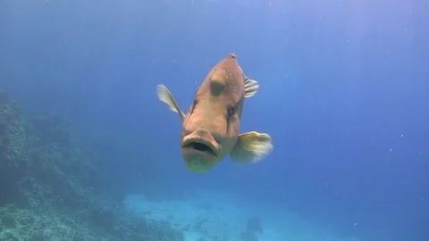 napoleon fish | Stock Video | Pond5