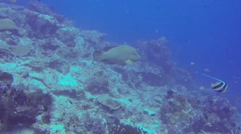 Napoleon Wrasse fish swims past angel fi... | Stock Video | Pond5