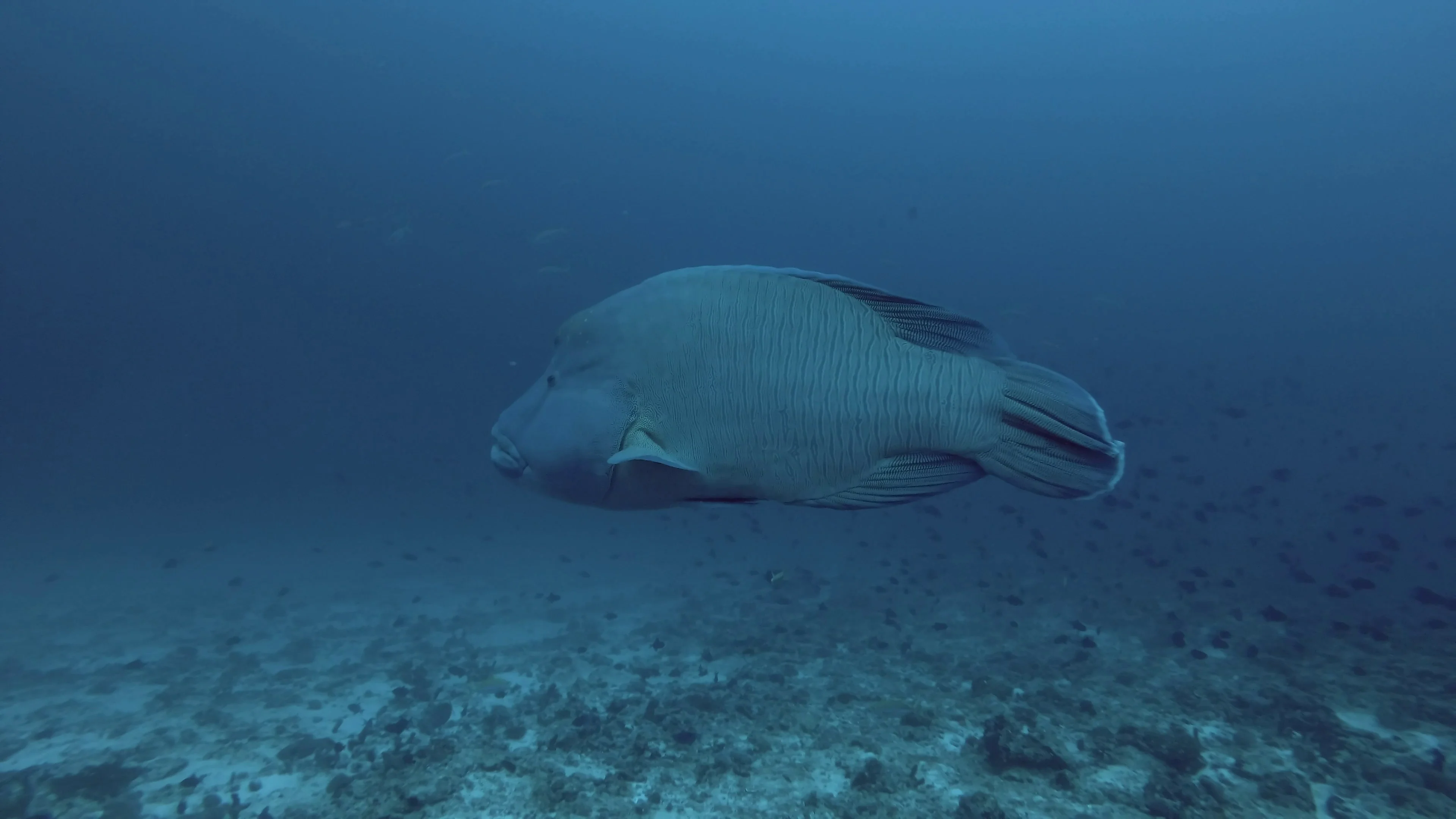 Humphead Wrasse Sketch