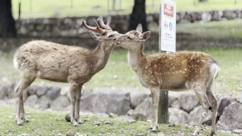Deer Kiss Stock Videos – Royalty-Free HD & 4K Videos