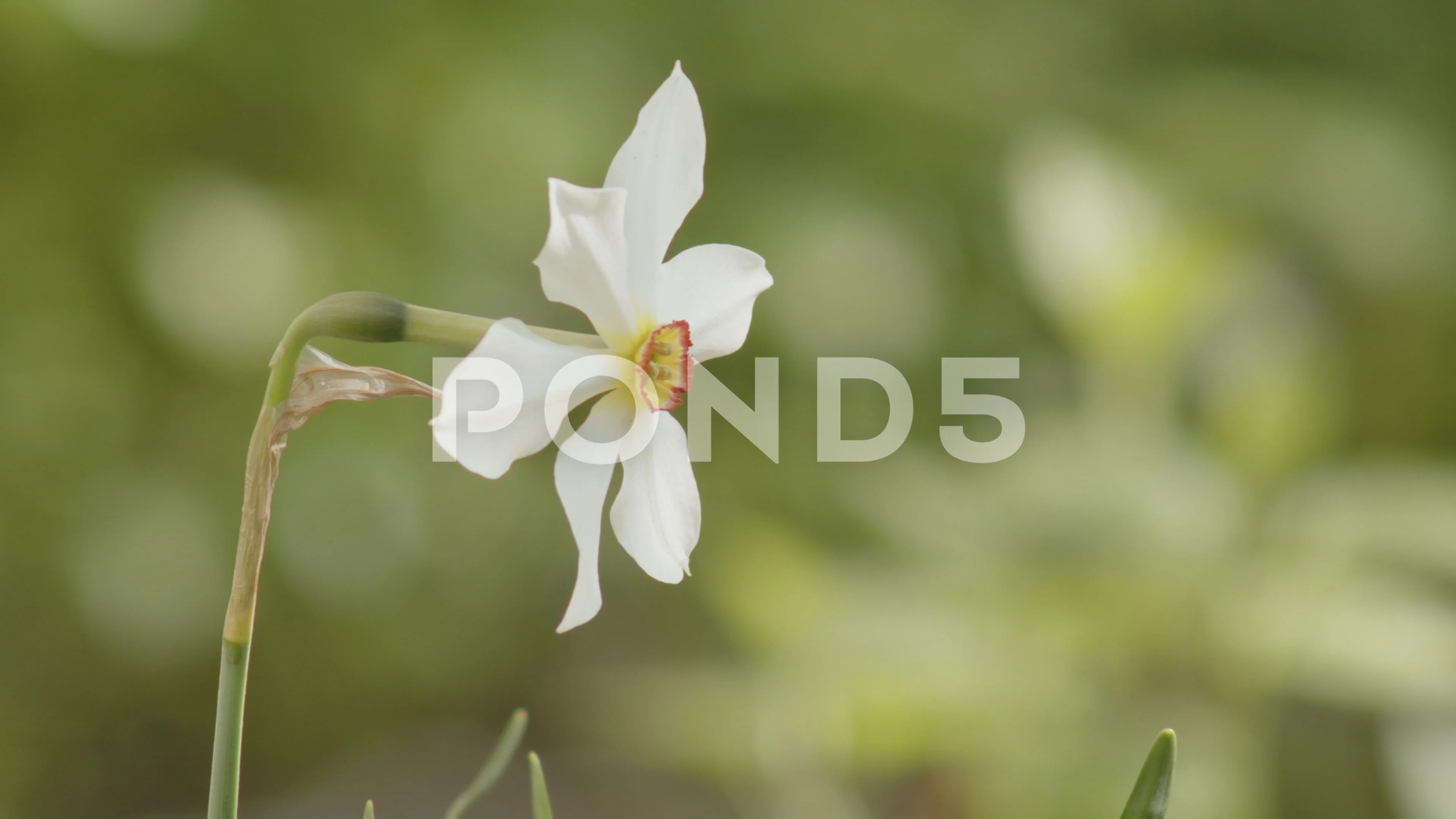 Nargis Flower | Best Flower Site