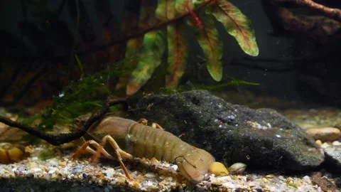 narrow-clawed crayfish female, wild caug... | Stock Video | Pond5
