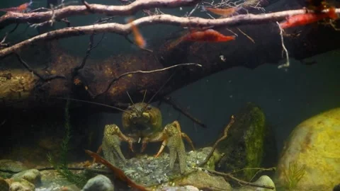 Free Substrates For Stock Videos – Royalty-Free HD & 4K Videos