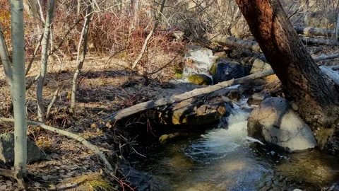 Narrow river flow with bare trees around... | Stock Video | Pond5