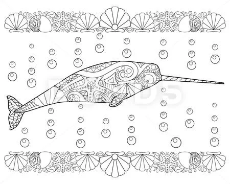 Narwhal with shell borders - vector linear picture for coloring ...