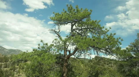 native american special tree culturally ... | Stock Video | Pond5