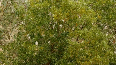 Native Australian Corella flock in plagu... | Stock Video | Pond5