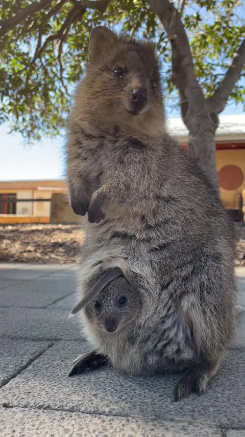 The Native Australian Quokka and her bab... | Stock Video | Pond5