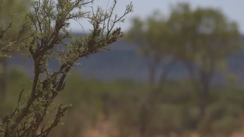 Native desert tree, Outback Australia | Stock Video | Pond5