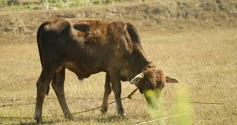 Native Philippine Cow Calf Grazing on Gr... | Stock Video | Pond5