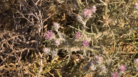 Native weeds in the Iranian landscape | Stock Video | Pond5