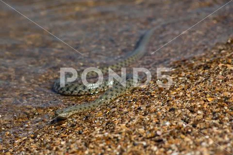 Natrix tessellata water snake on the beach ~ Hi Res #162046423