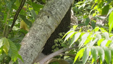 Apis Dorsata Stock Footage ~ Royalty Free Stock Videos | Pond5