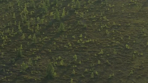 Natural biodiversity variety of tree spe... | Stock Video | Pond5