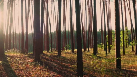 Glade Natural Stock Footage ~ Royalty Free Stock Videos | Pond5