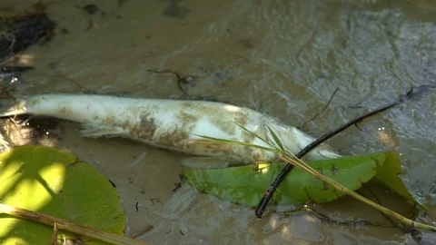 Dead Fish Pollution Stock Footage ~ Royalty Free Stock Videos | Pond5