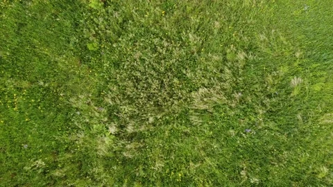 Natural grass texture, Aerial view of pa... | Stock Video | Pond5